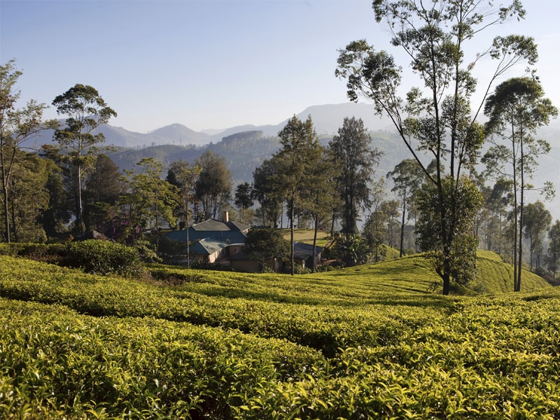 Bespoke Sri Lanka Travel | Hotels | Ceylon Tea Trails, Hatton